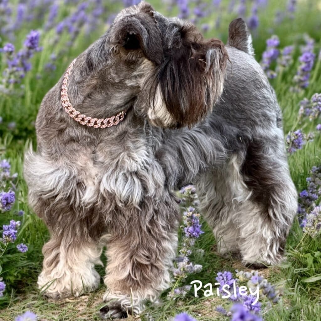 BLACK MINIATURE SCHNAUZERS - Von Baron Schnauzers